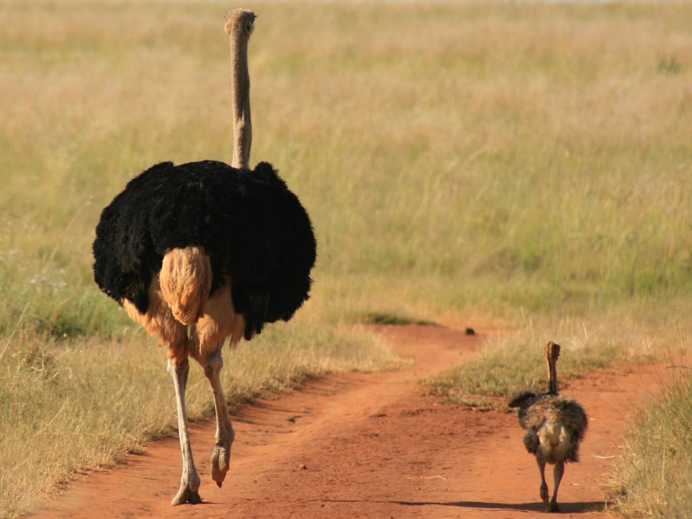 The Early Years - Royal Literary Fund