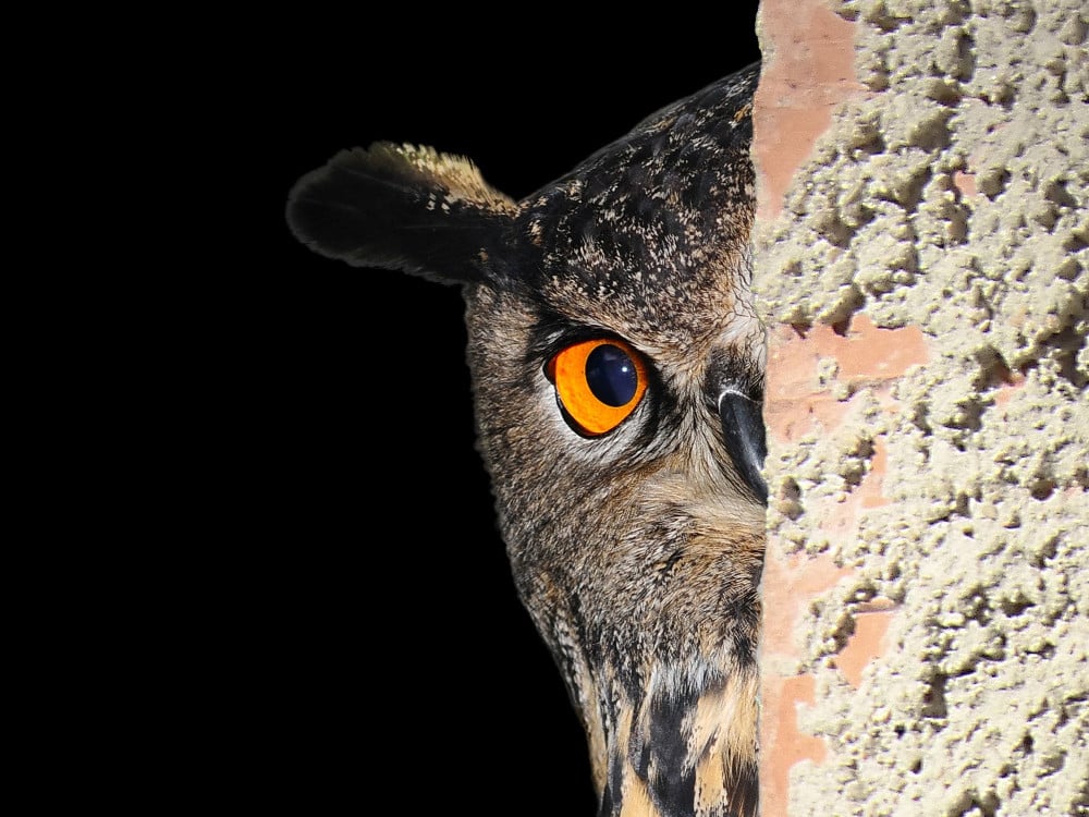 The Reclusive Writer - Royal Literary Fund