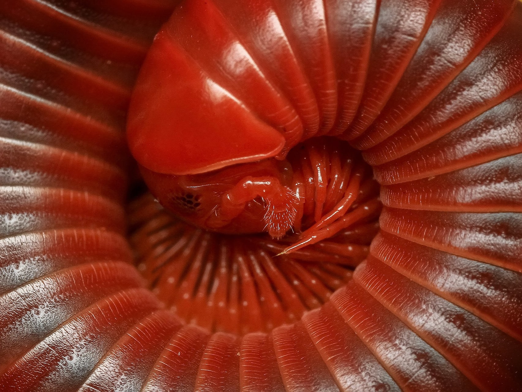 The Madness Of Art - Royal Literary Fund