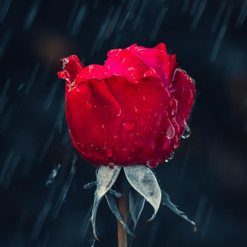 Poetry Break with Jane Feaver - Royal Literary Fund