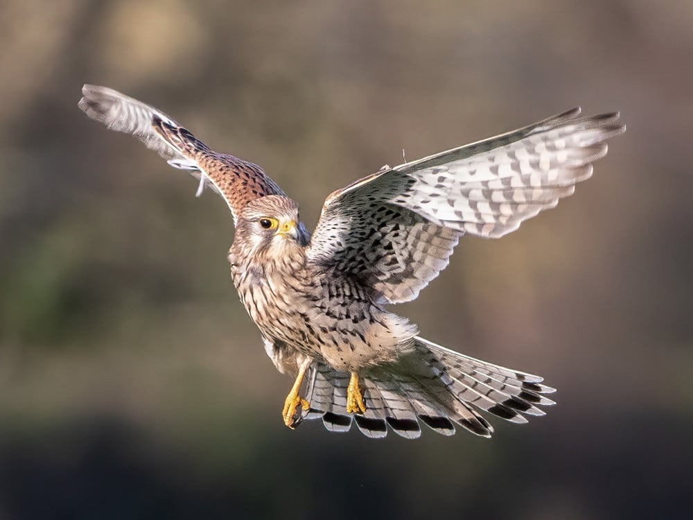 Stirred For A Bird - Royal Literary Fund